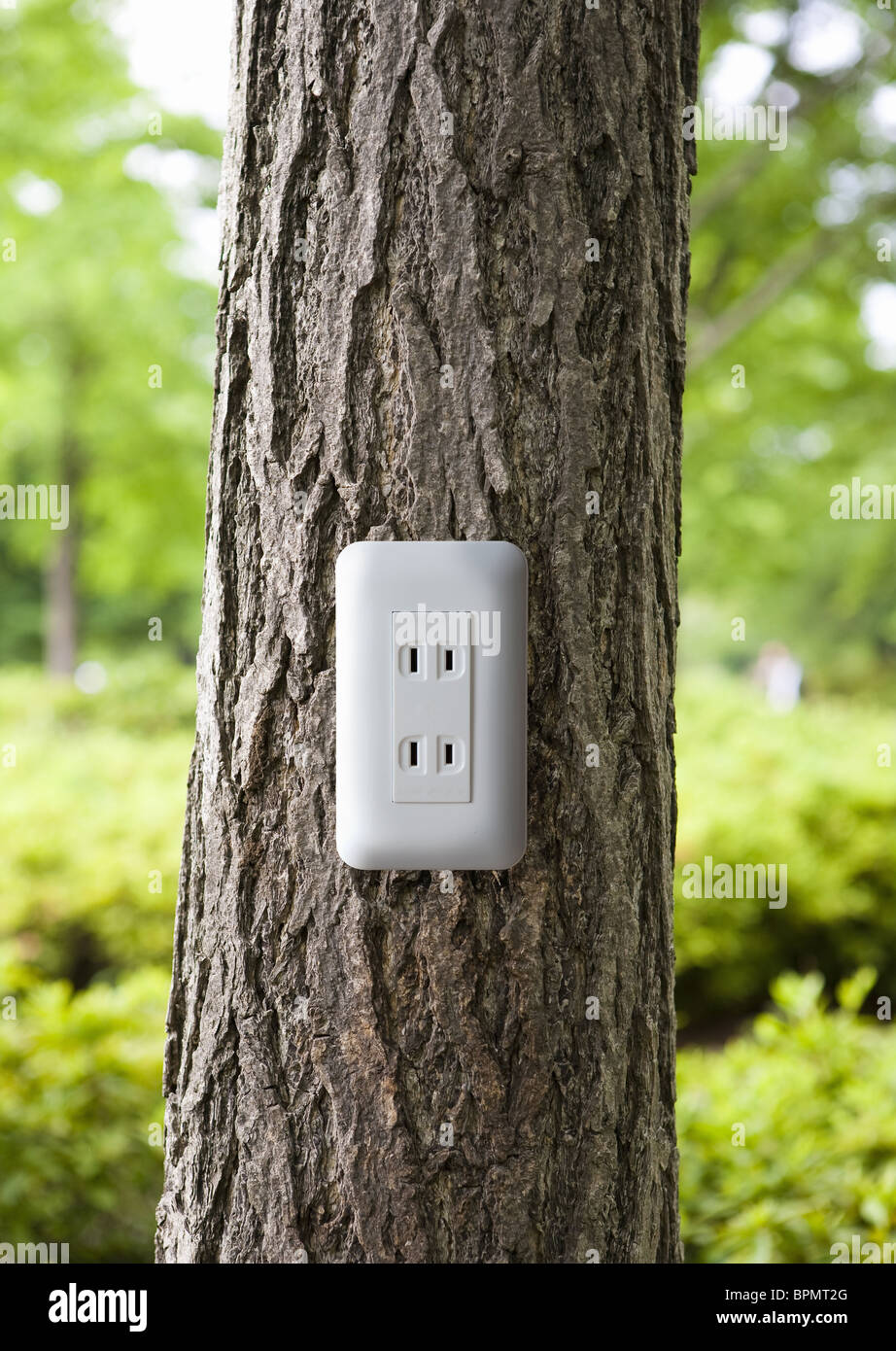 Tree and socket Stock Photo - Alamy