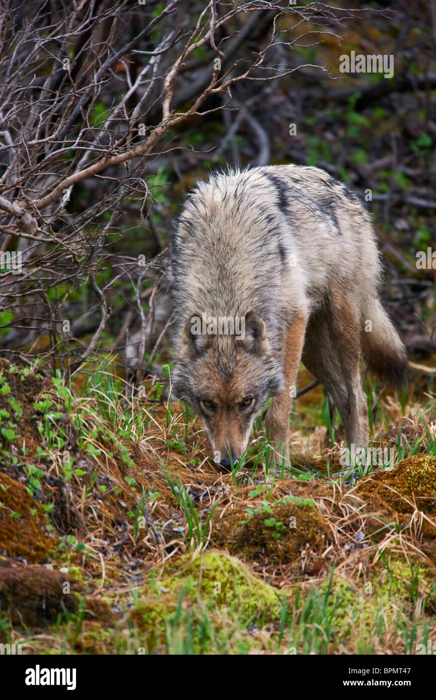 Wild wolf hi-res stock photography and images - Alamy