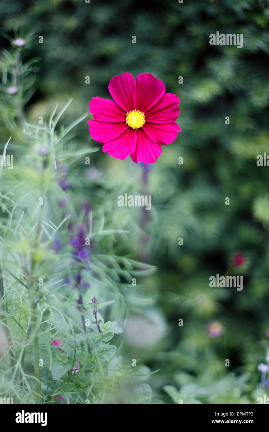 Deep pink Cosmos Bipinnatus Stock Photo - Alamy