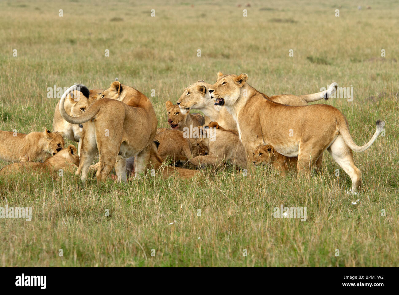 Pride of lions hi-res stock photography and images - Alamy