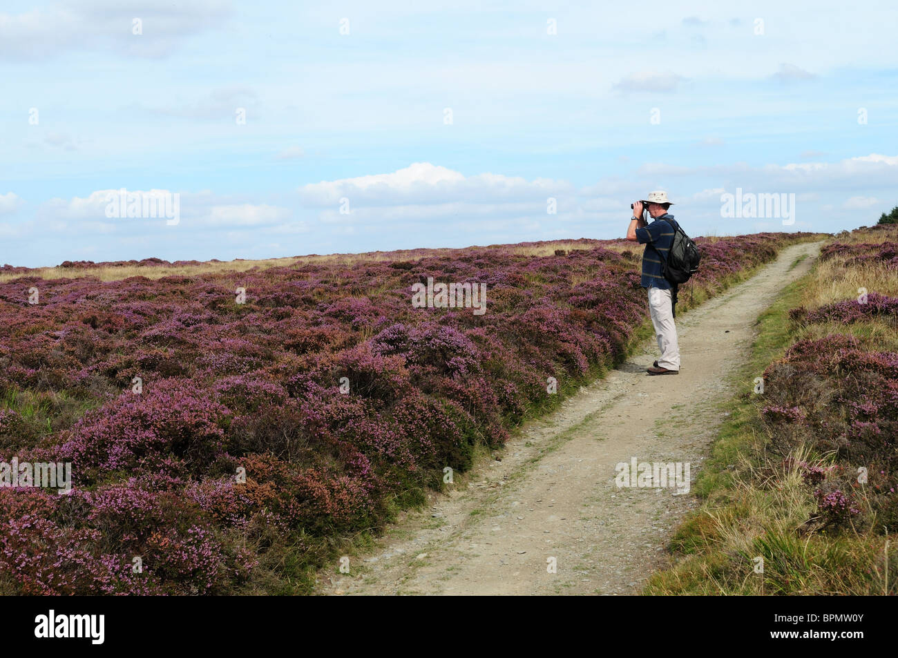 Preseli Hills pembrokeshire Bird Watcher on the Prehistoric Golden Road ...