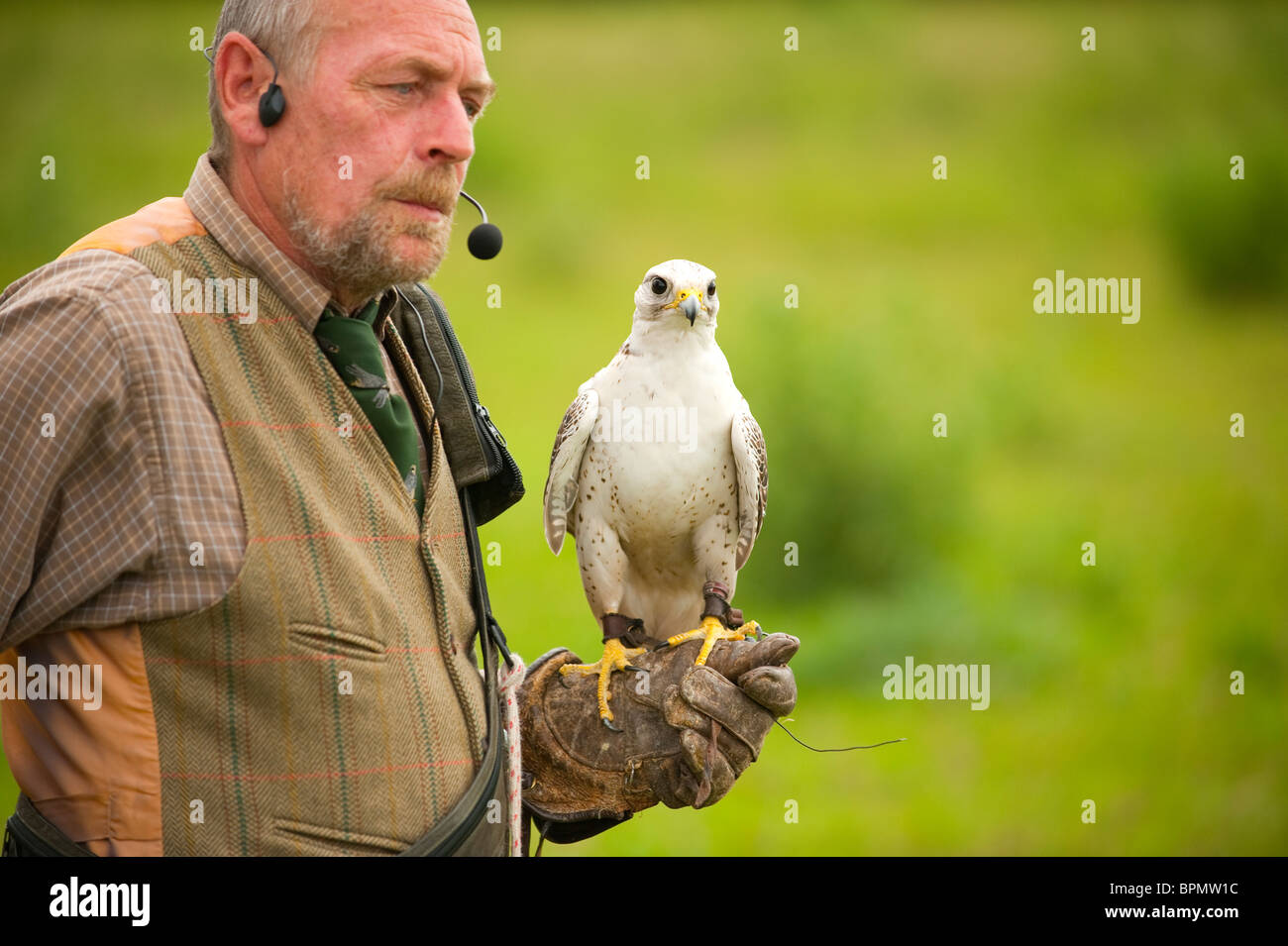 Bird handler demonstrates birds of prey Saker Falcon at county fayre UK ...