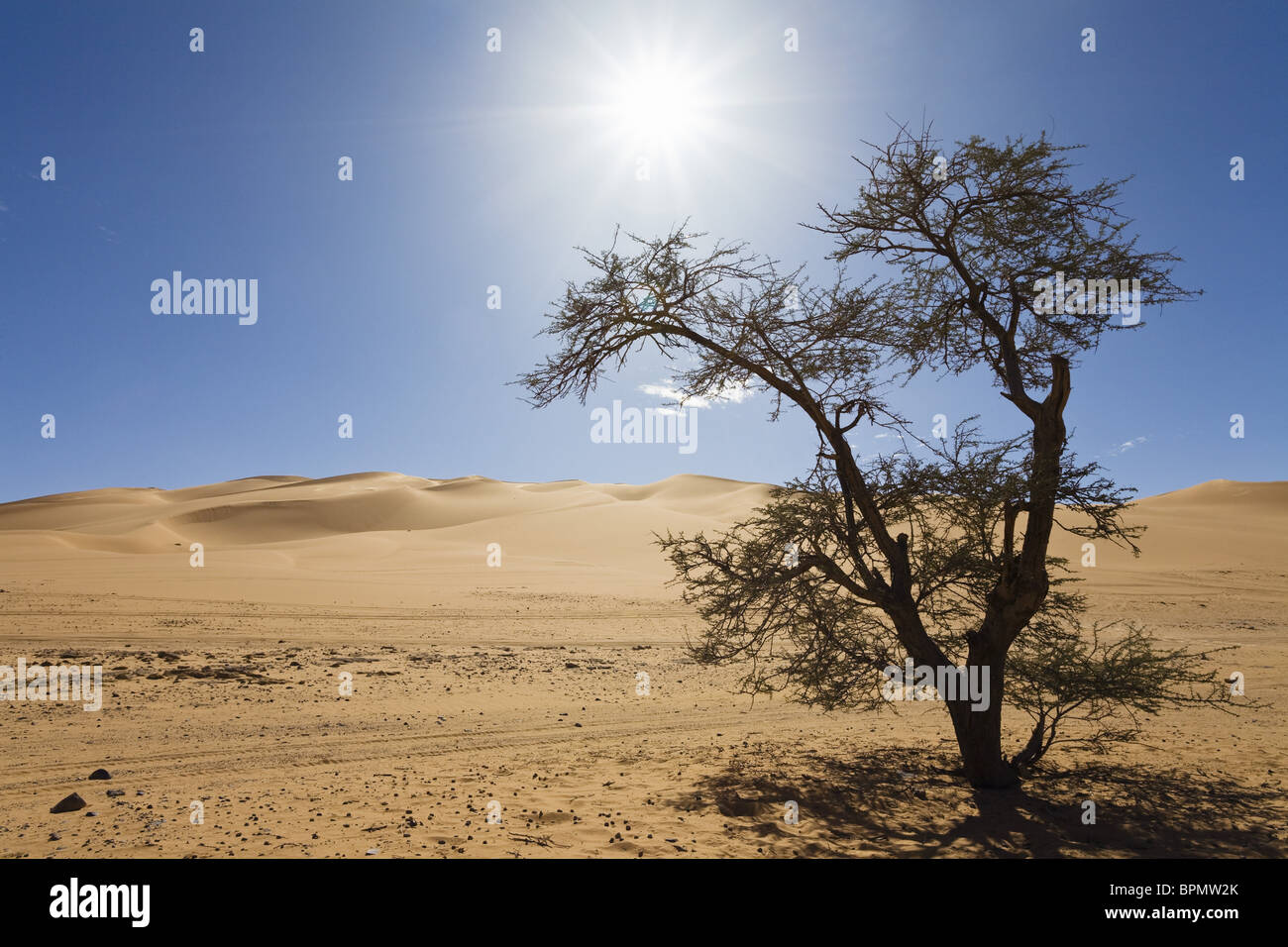 Acacia Tree in the libyan Desert, Libya, Sahara, Africa Stock Photo - Alamy