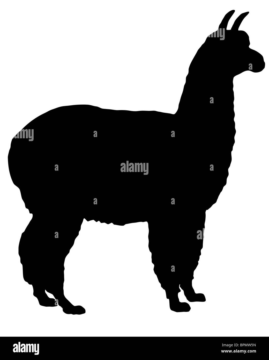 Llama alpaca camel alpaca Cut Out Stock Images & Pictures - Alamy