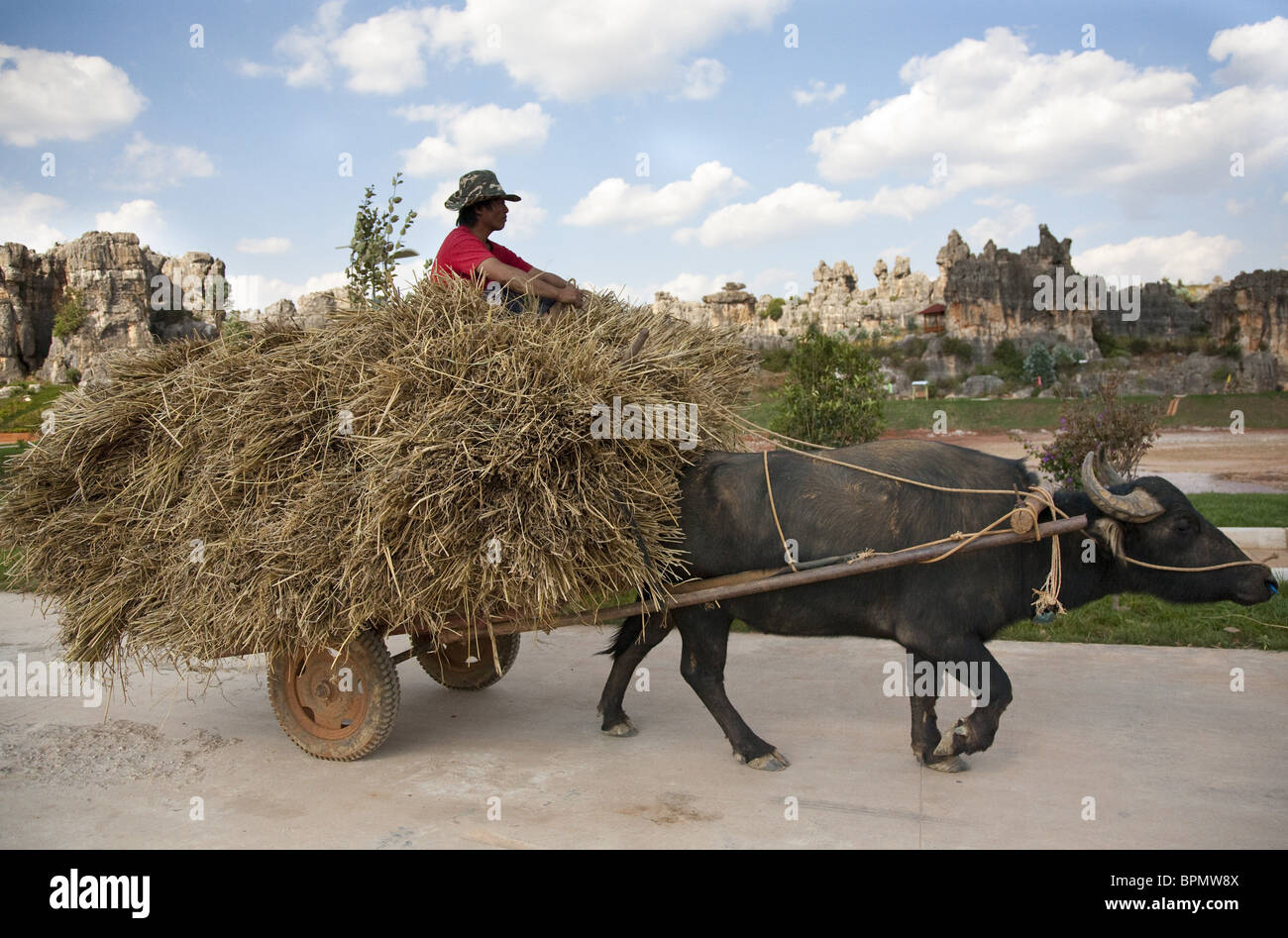Water buffalo pulling cart with hay and farmer, karst formations in the ...