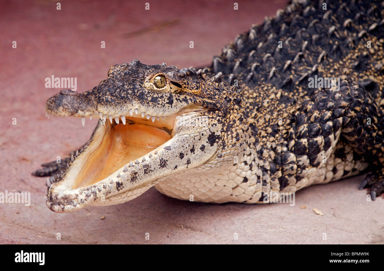 Cuban crocodile hi-res stock photography and images - Alamy