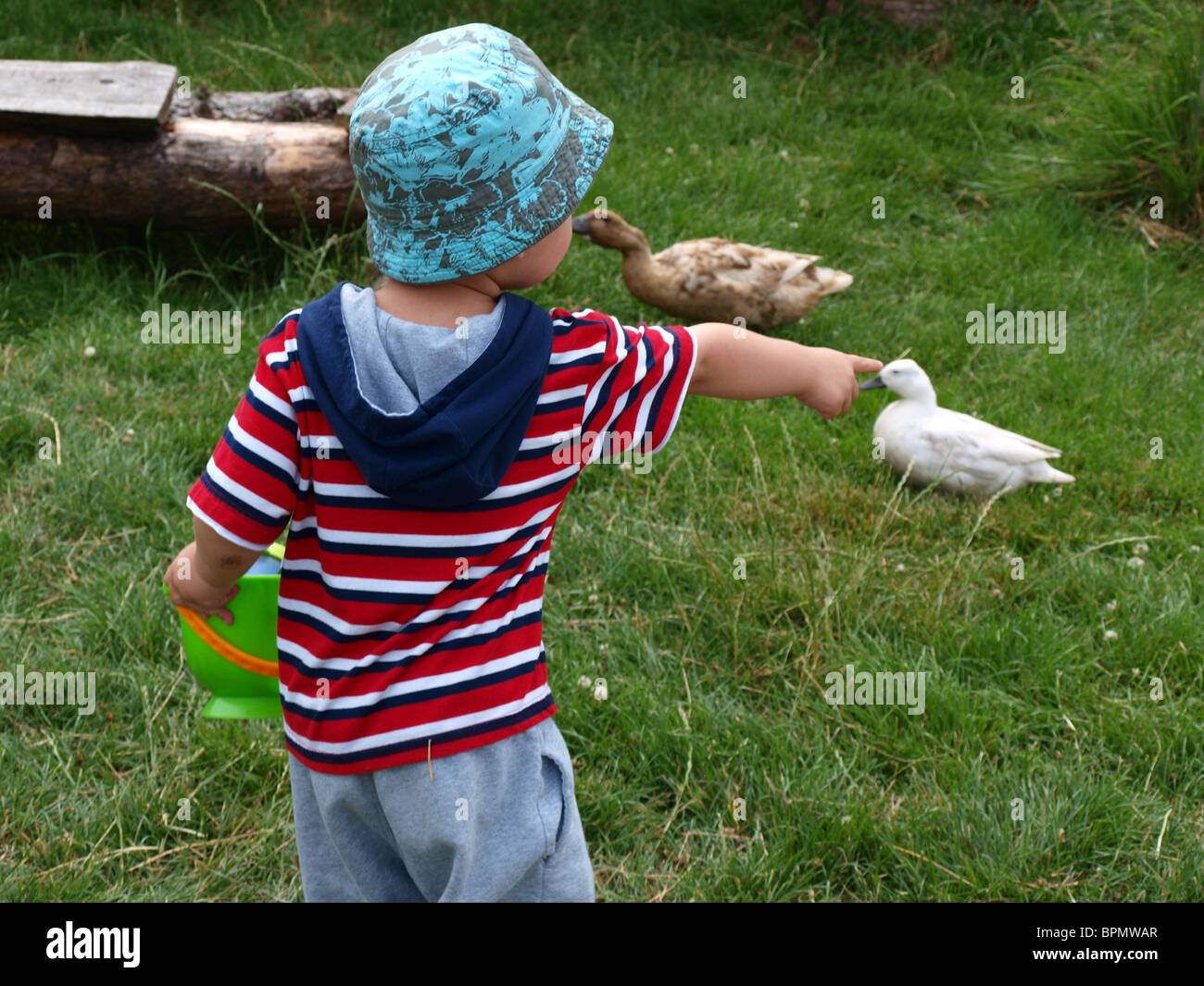 child feeding birds Stock Photo - Alamy