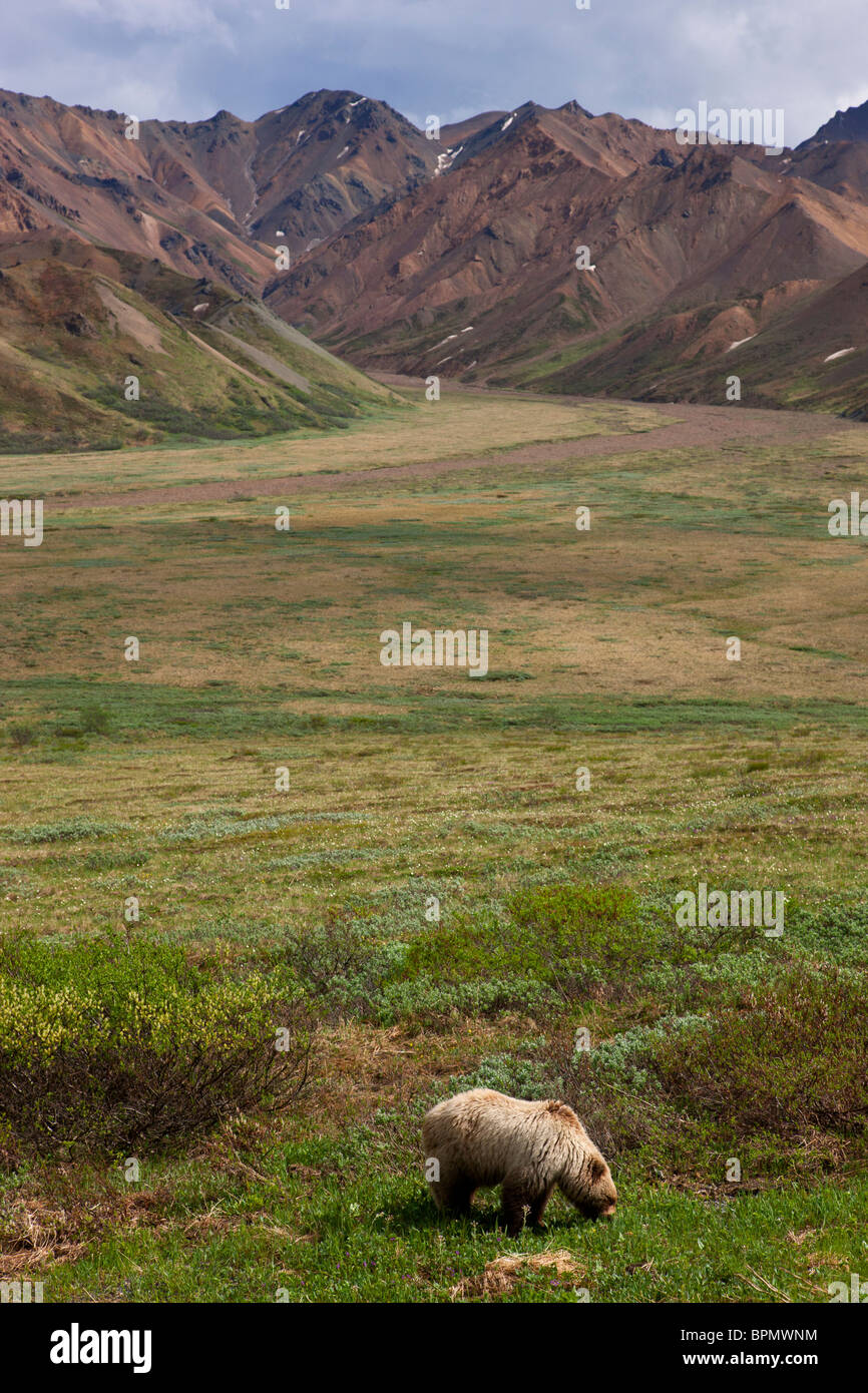 Grizzly bear, Denali National Park, Alaska Stock Photo - Alamy