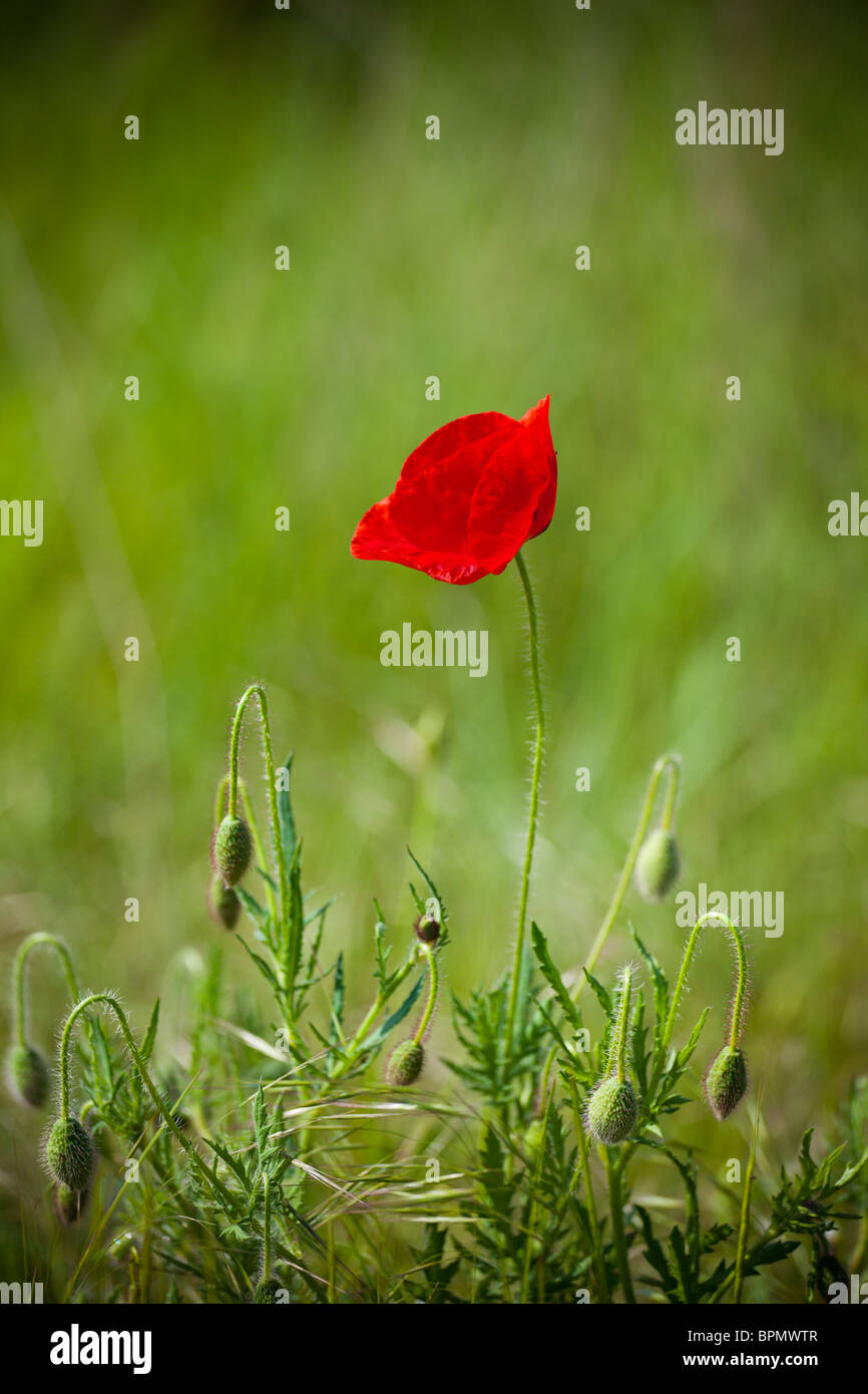 Single red poppy hi-res stock photography and images - Alamy