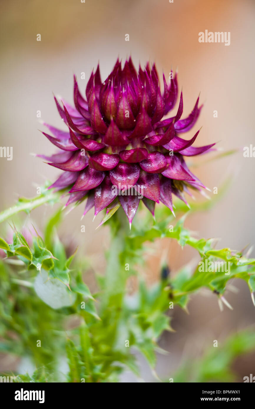 Closeup of a the flower of a thistle in spring Stock Photo - Alamy