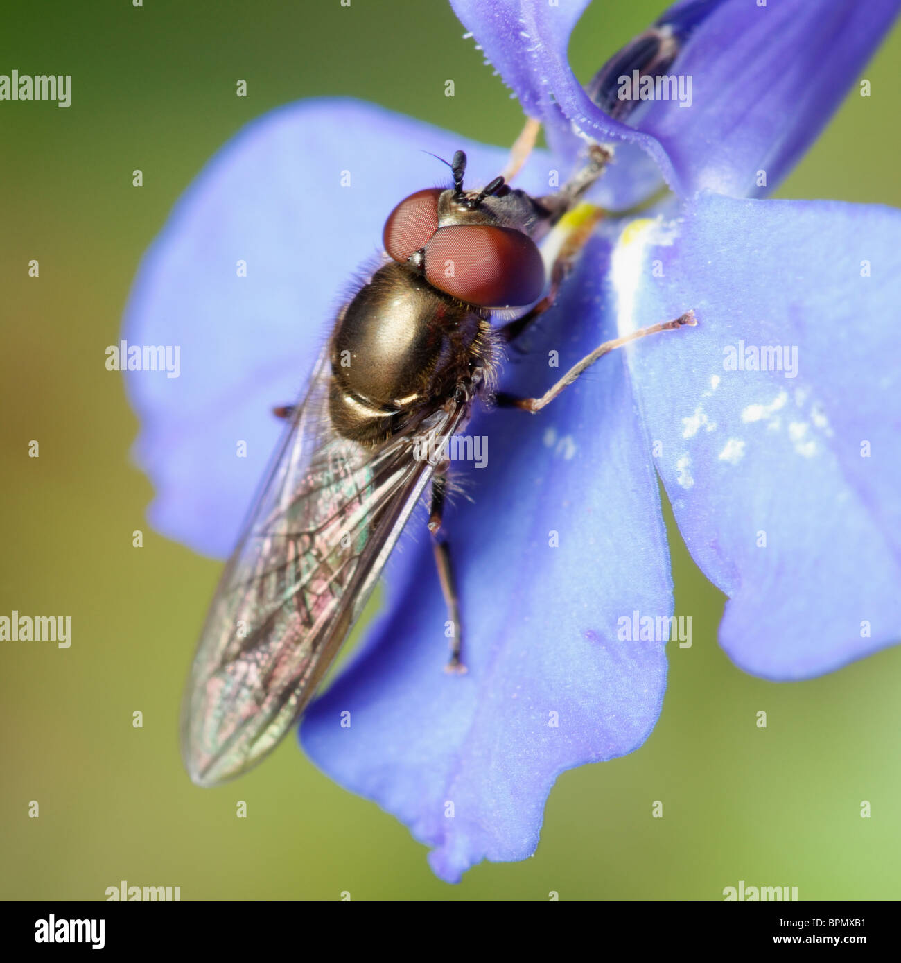 Diptera syrphidae hi-res stock photography and images - Alamy