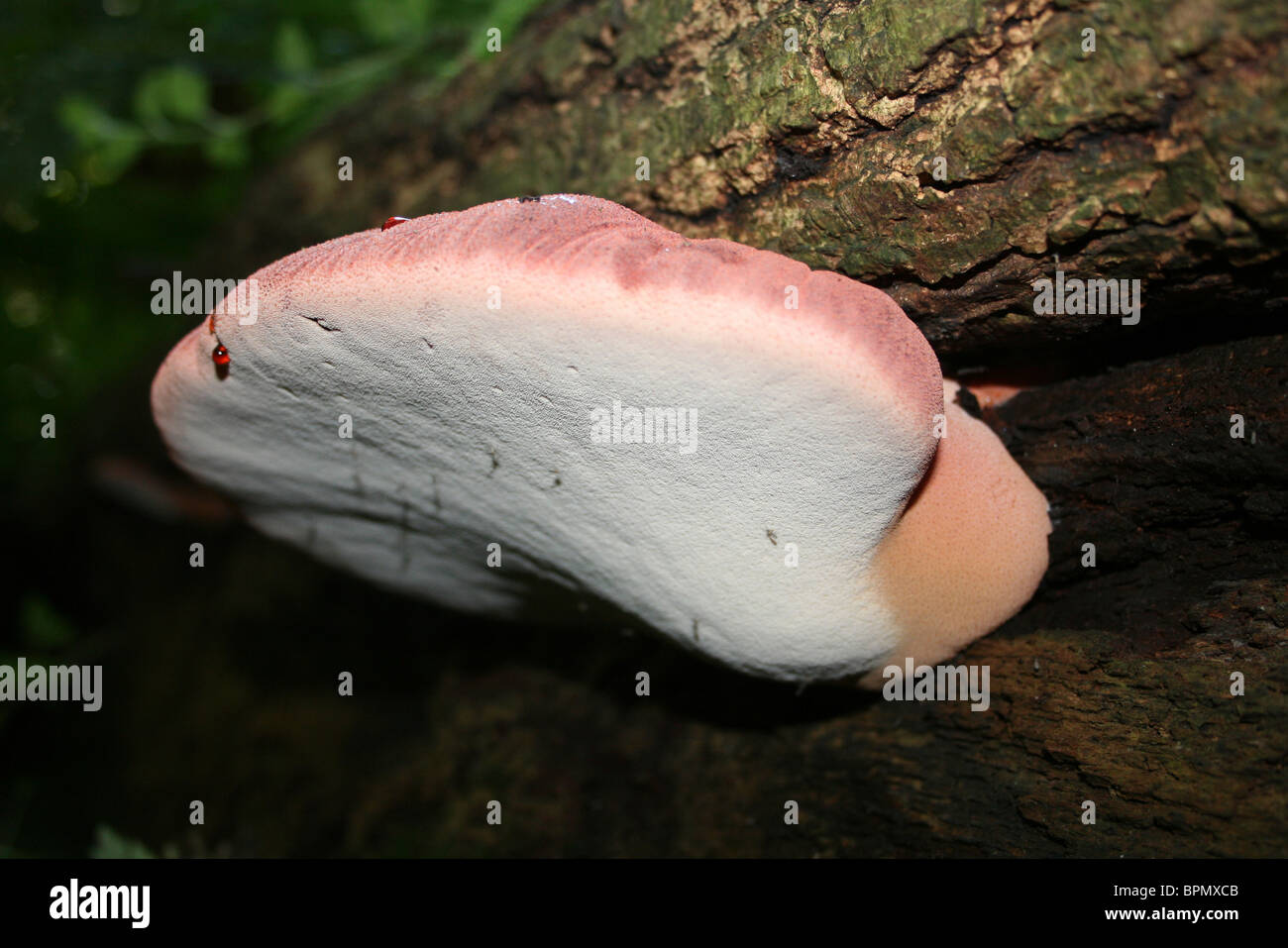 Fistulina hepatica hi-res stock photography and images - Alamy