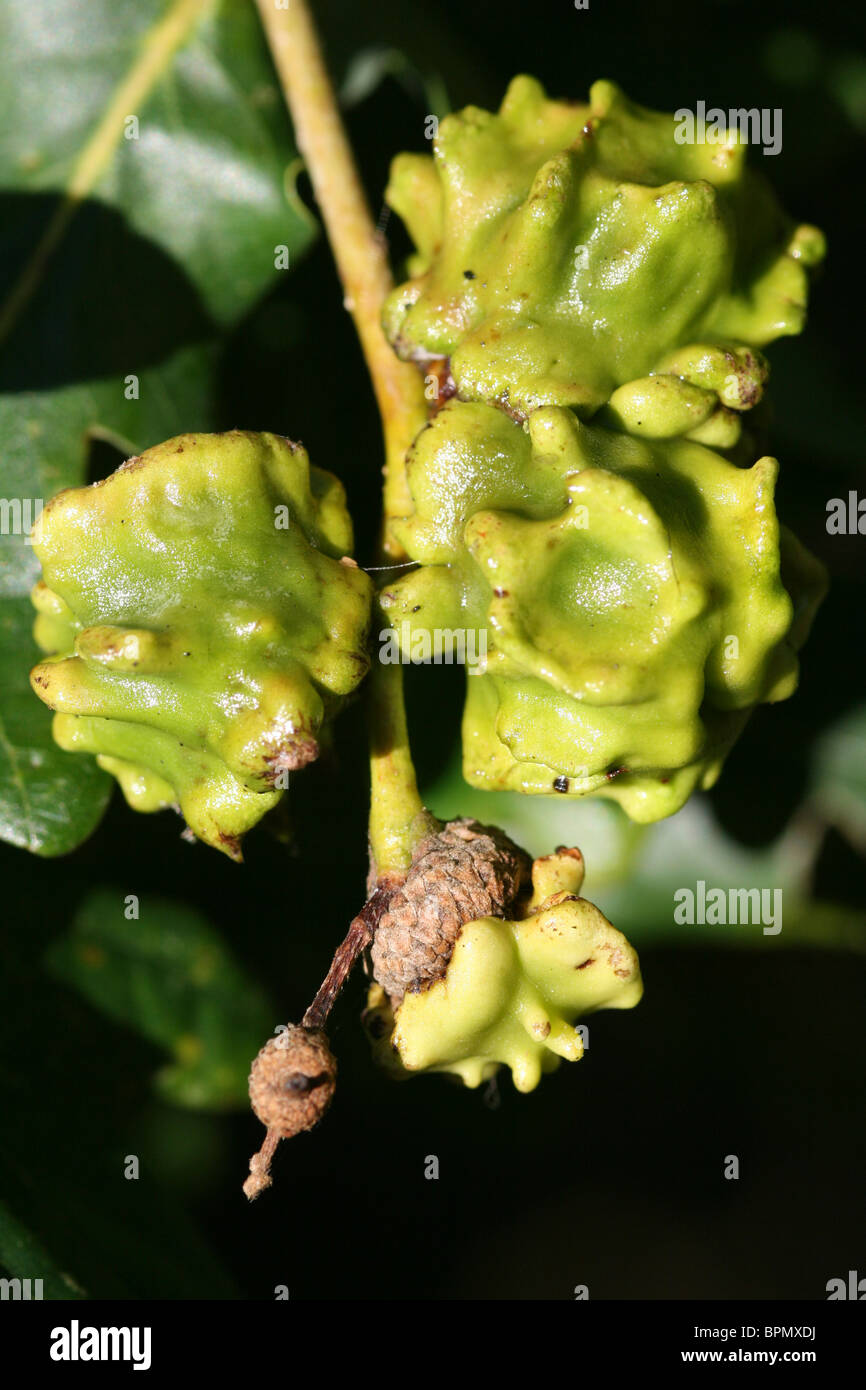 Oak Knopper Gall Caused By The Gall Wasp Andricus quercuscalicis Taken ...