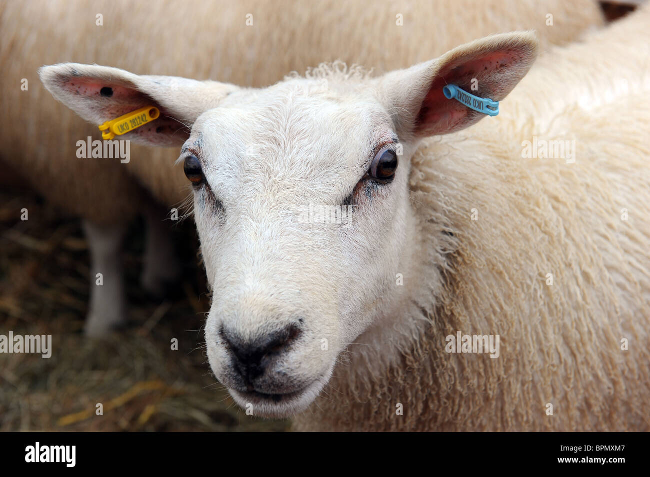 A prize winning Butchers Lamb at the Bucks County Show Stock Photo - Alamy