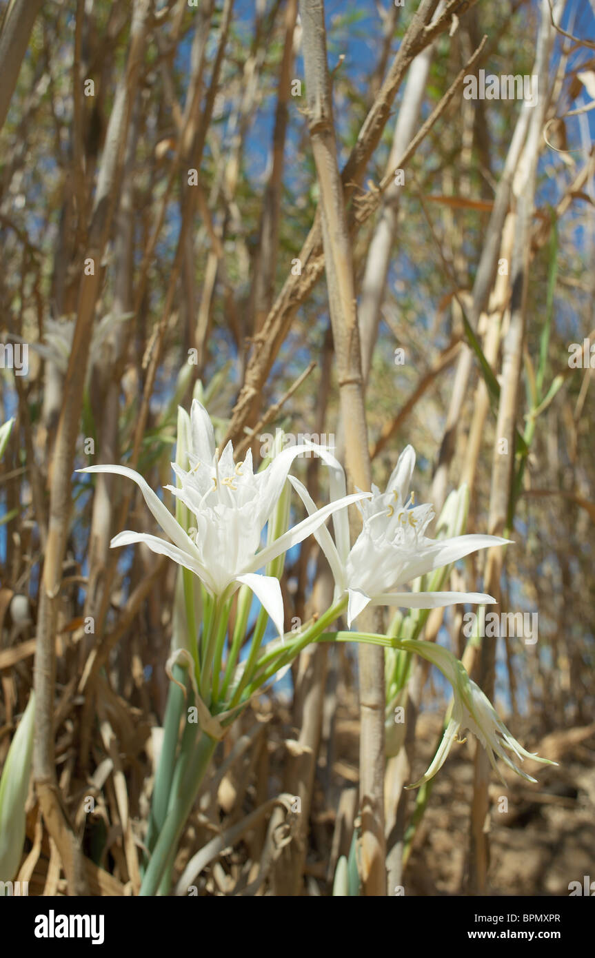 Wild white sea daffodil pancratium maritimum growing near beach Crete ...