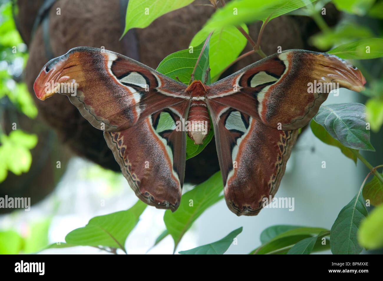 The largest moth in the World the Atlas Moth in the Butterfly House in ...