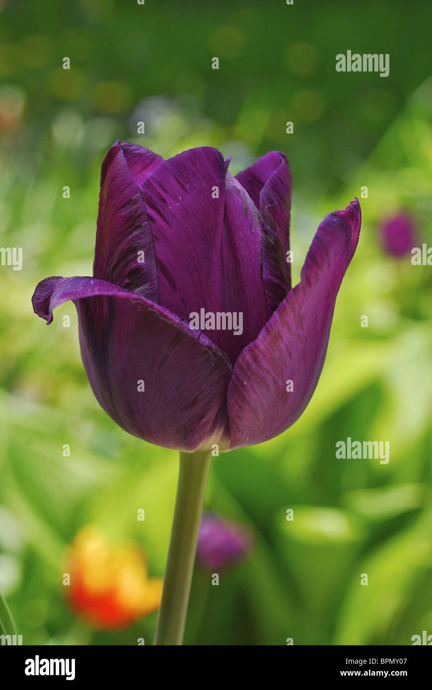 Deep purple hi-res stock photography and images - Alamy