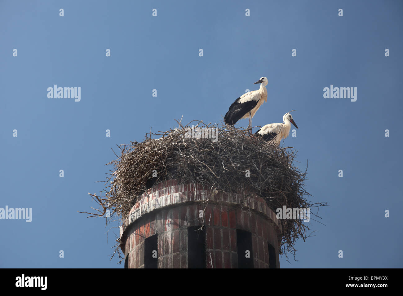 Storks in nest at top a an old chimney in Faro, Portugal Stock Photo ...