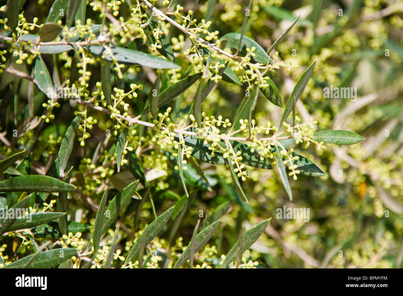 Olive tree blossom hi-res stock photography and images - Alamy