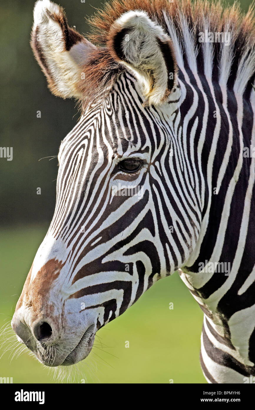 Zoo specimen hi-res stock photography and images - Alamy