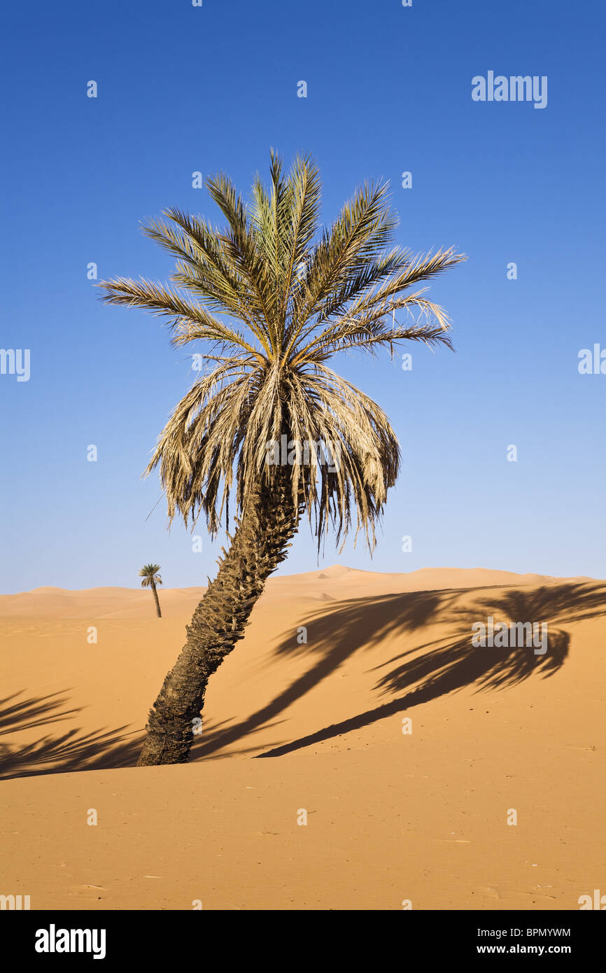 Date Palm, Phoenix spec., in the libyan desert, Oasis Um el Ma, Libya ...