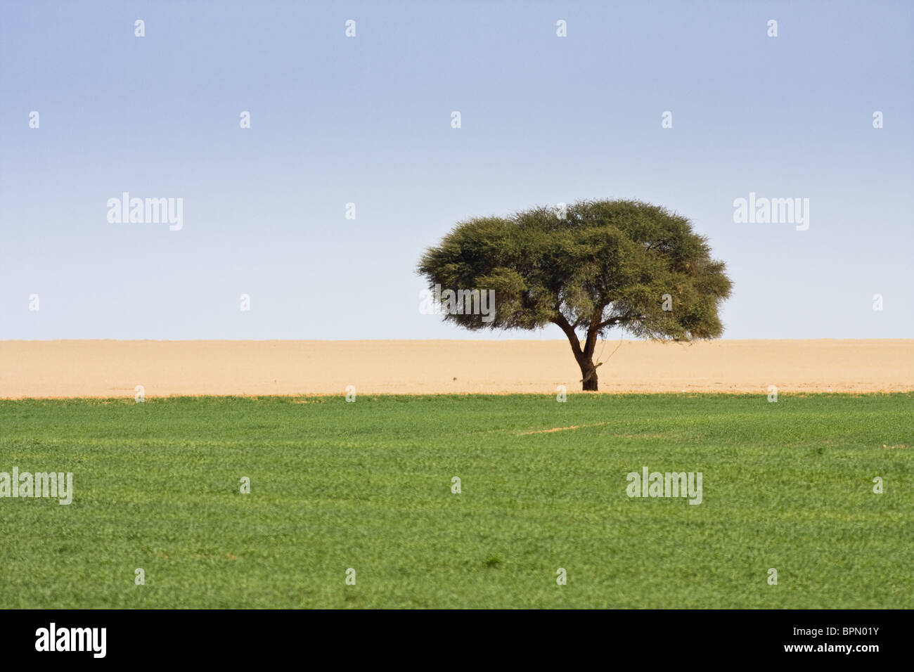 Irrigation project in the libyan desert, Libya, Sahara, North Africa ...