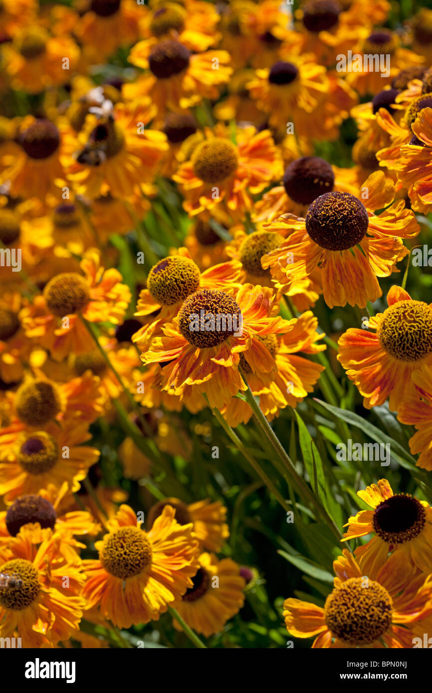 Waldtraut hi-res stock photography and images - Alamy