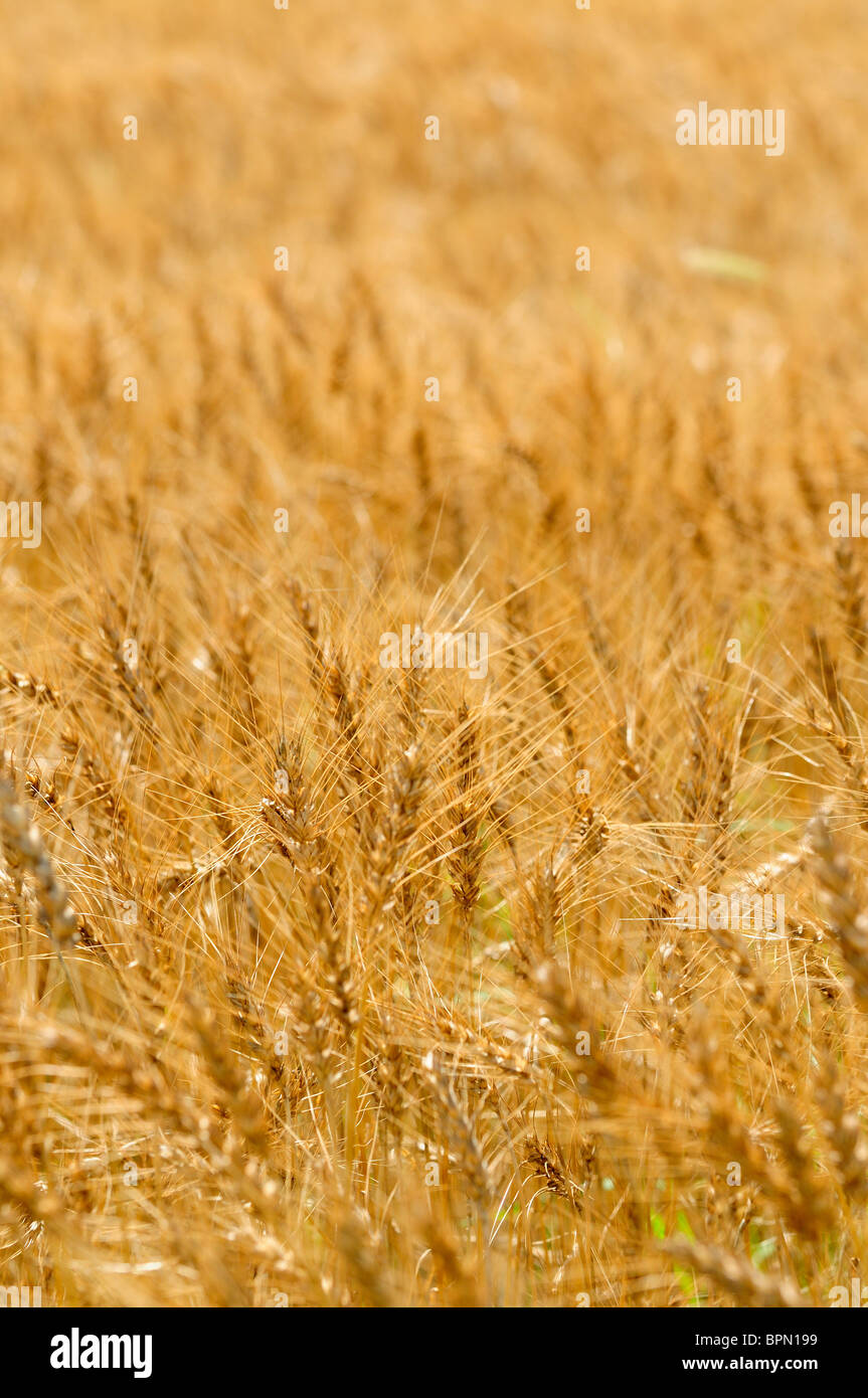 Bearded wheat hi-res stock photography and images - Alamy