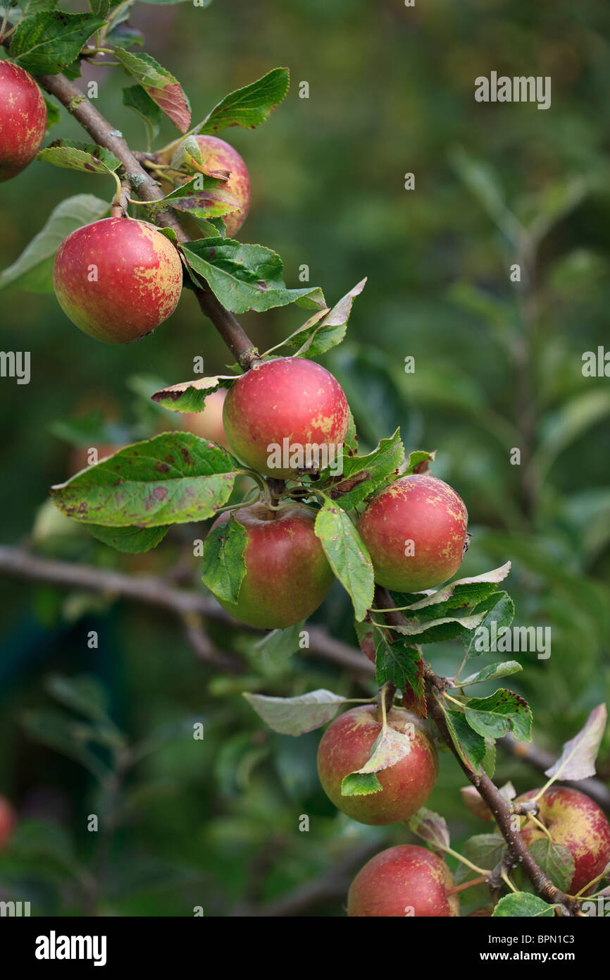 Appples hi-res stock photography and images - Alamy