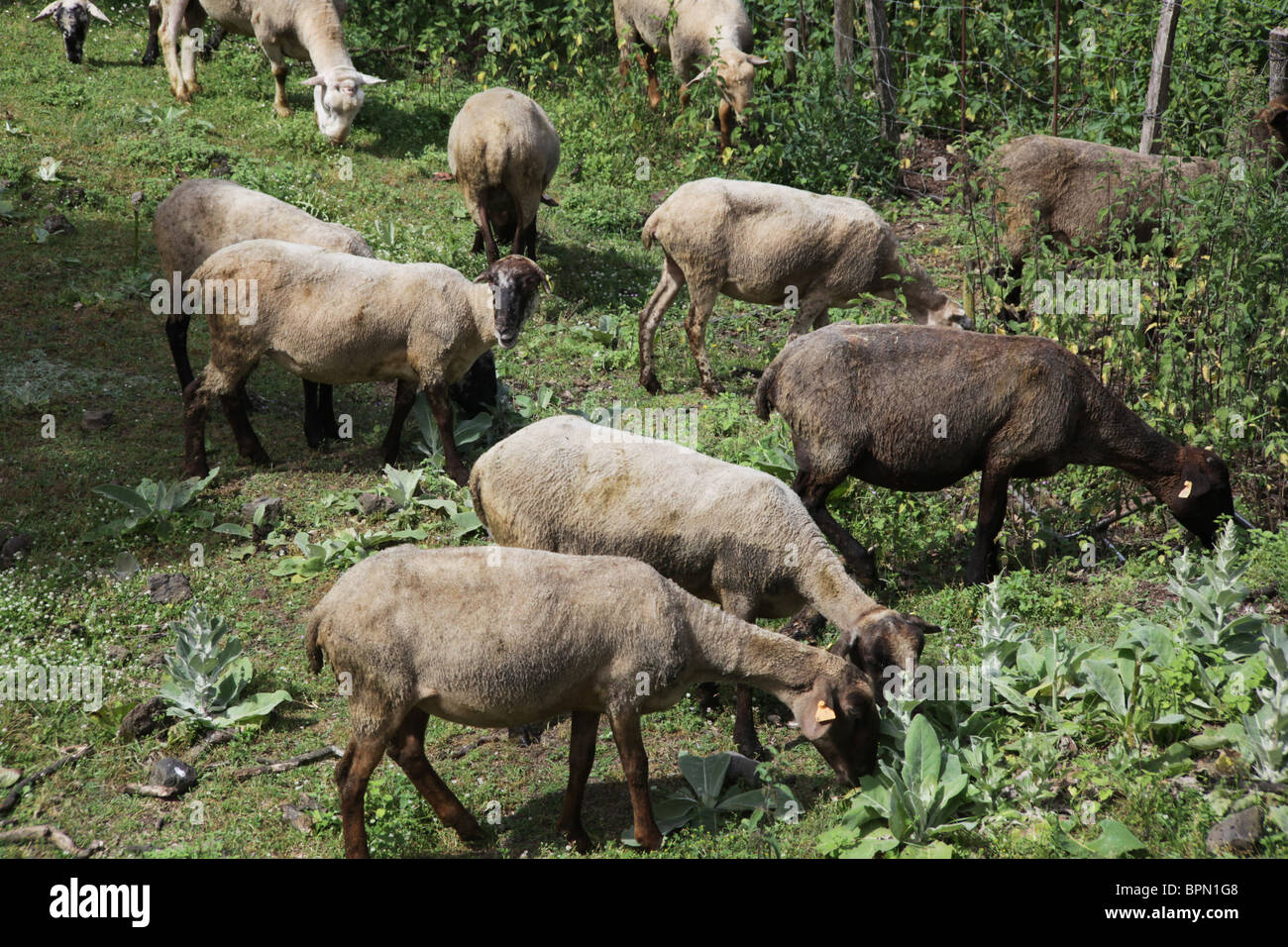 Recently sheared sheep in Spring on a farm near Olot Catalonia Spain ...