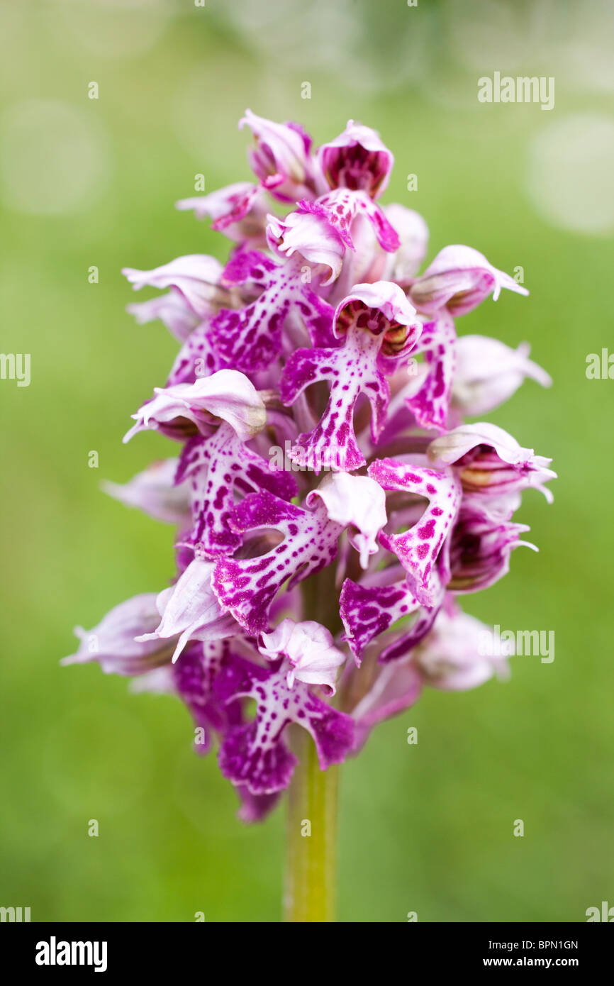 Beautiful orchis in summer Stock Photo - Alamy