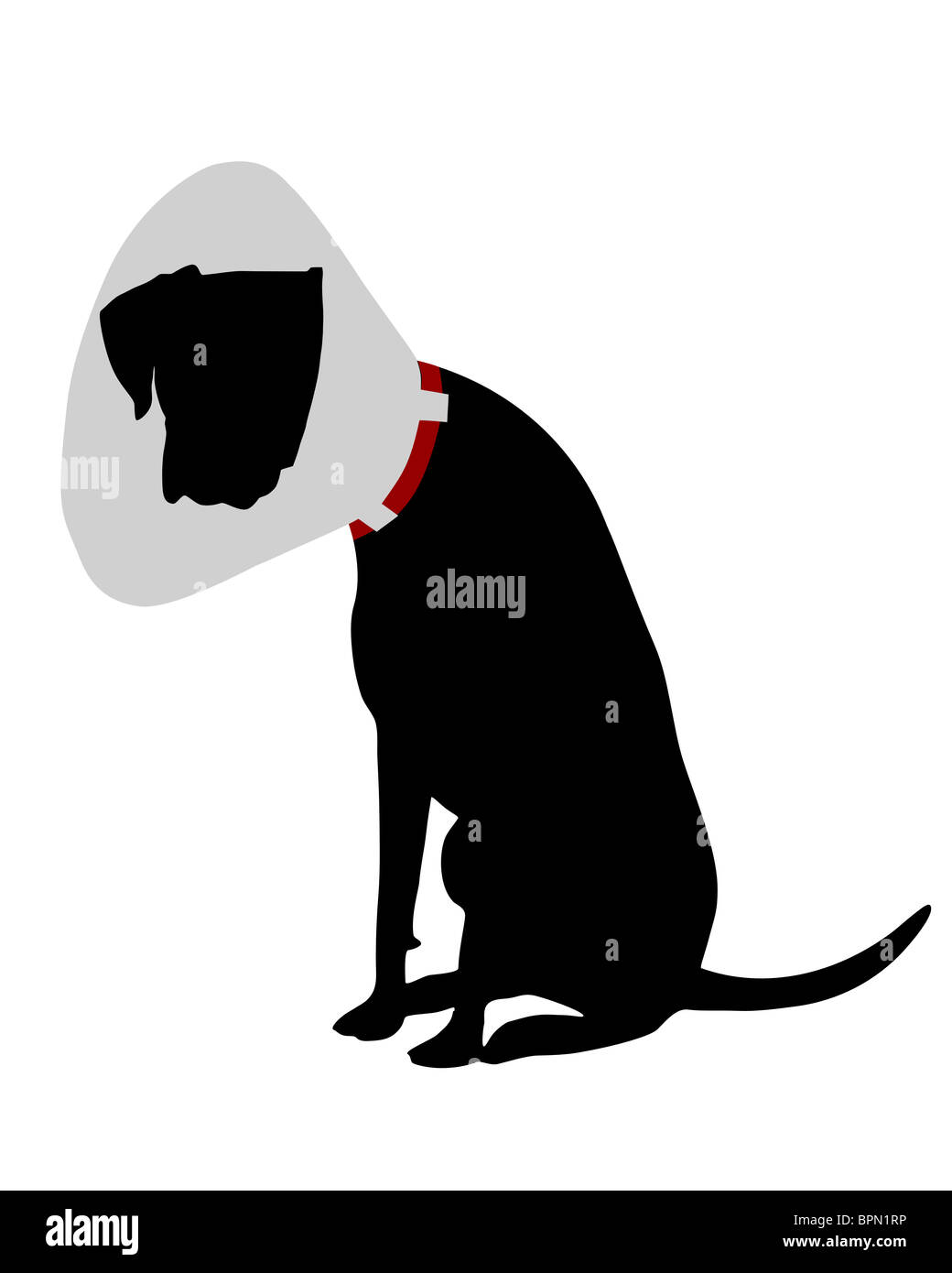 Dog with ruff Stock Photo - Alamy