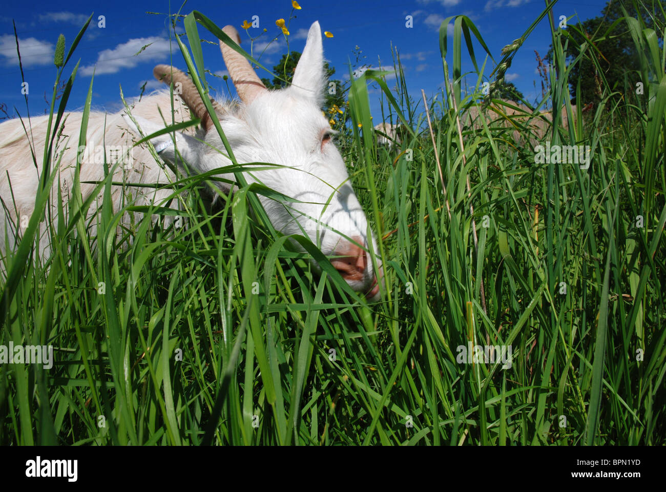 Goat eating grass not field hi-res stock photography and images - Alamy