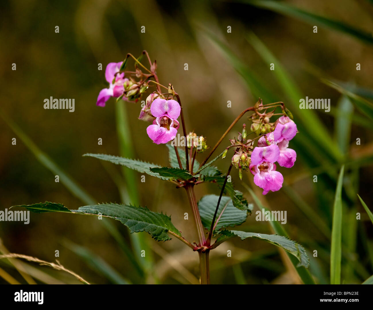 Himalayan balsam plant hi-res stock photography and images - Alamy