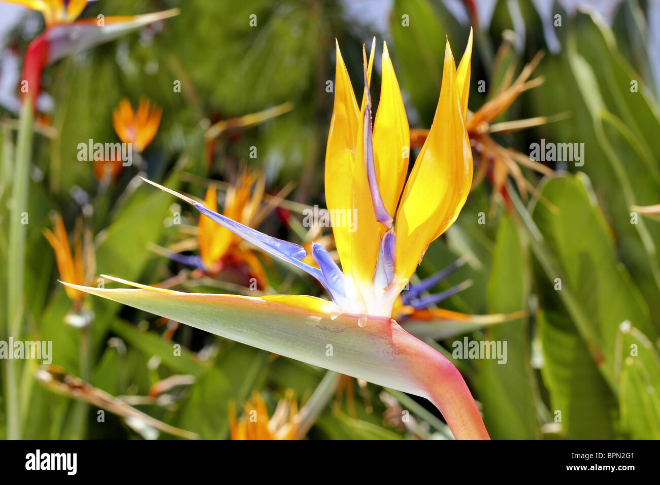 genus strelitzia reginae orange bird of paradise flower Stock Photo - Alamy