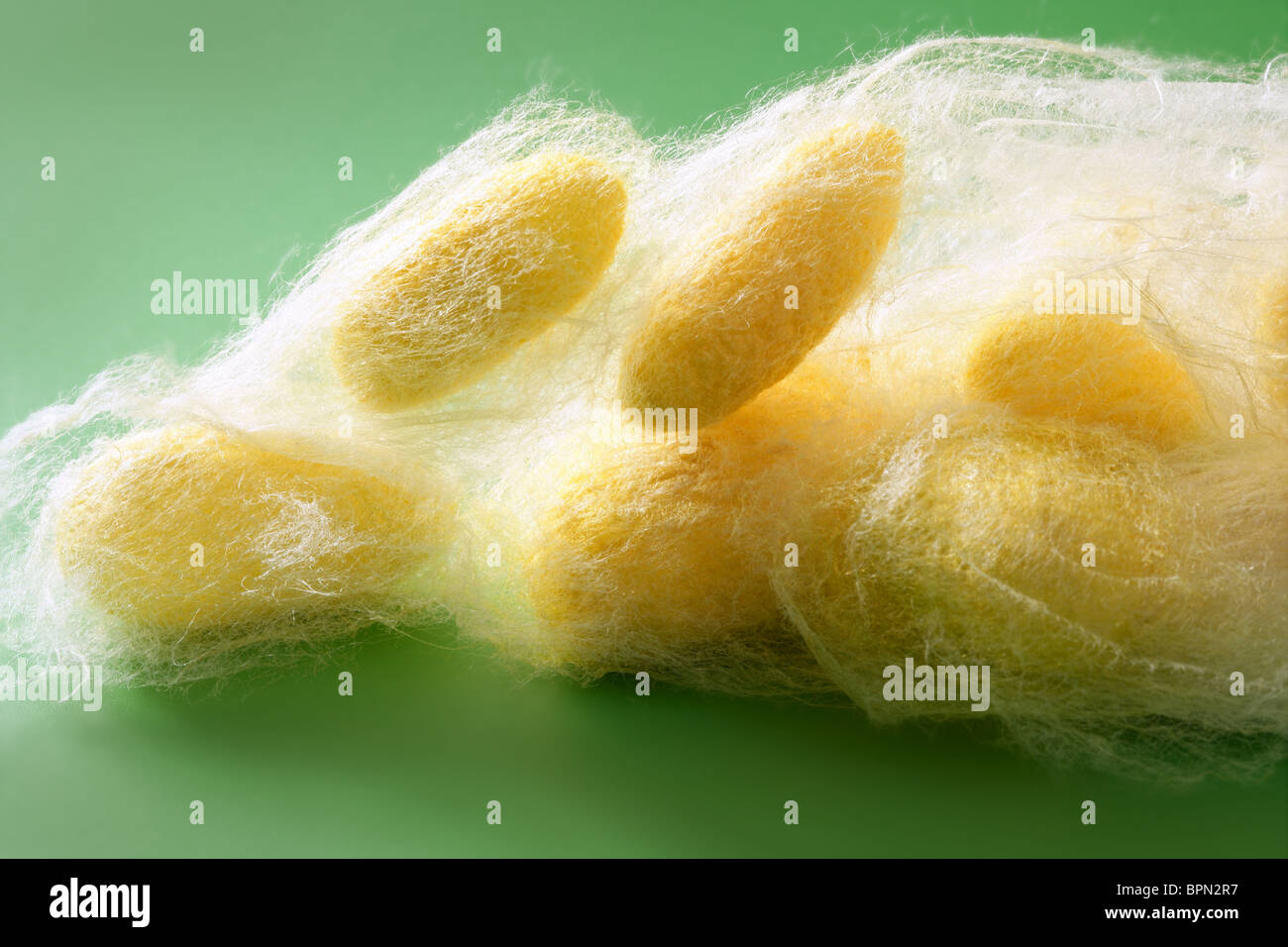 silkworm cocoon many on silk worm net over green background Stock Photo ...