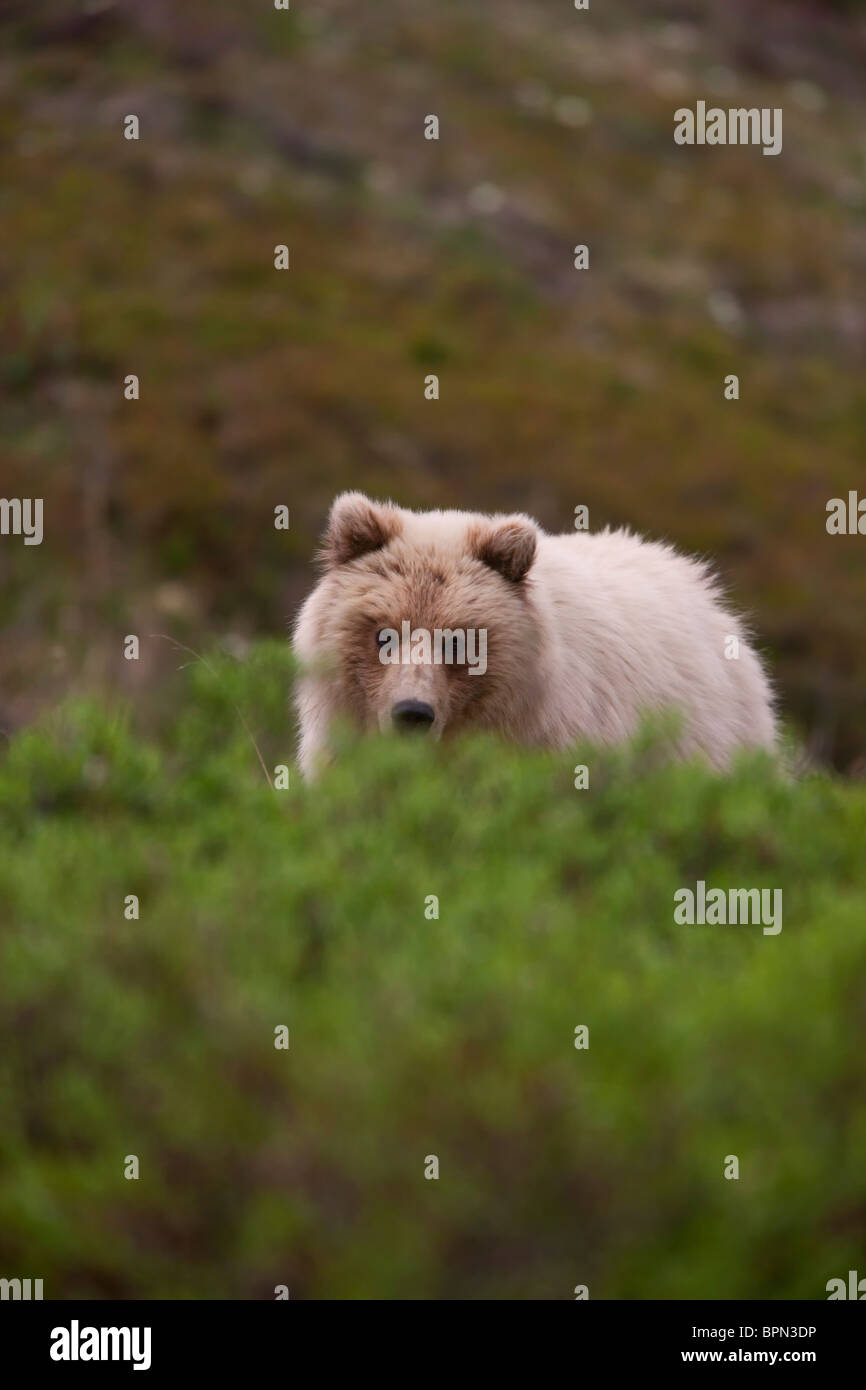Grizzly bear, Denali National Park, Alaska Stock Photo - Alamy