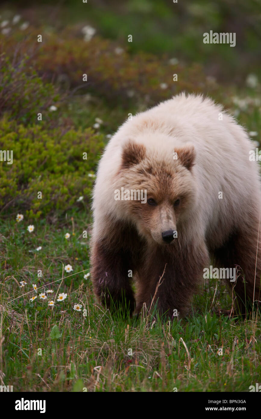 Grizzly bear, Denali National Park, Alaska Stock Photo - Alamy