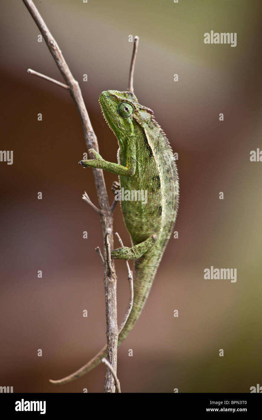 Fat Chameleon hanging on a branch Stock Photo - Alamy