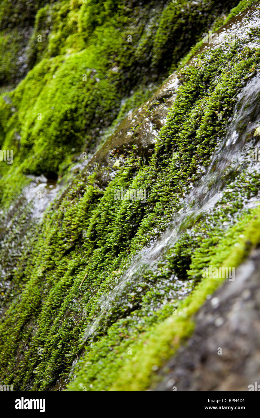 Water running through moss on a moss covered cliff Stock Photo - Alamy