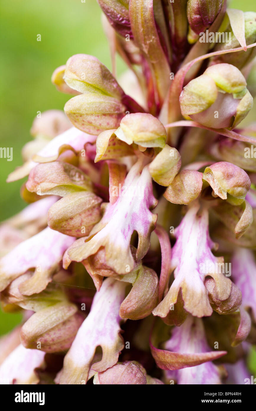 Closeup of a giant orchid in spring Stock Photo - Alamy