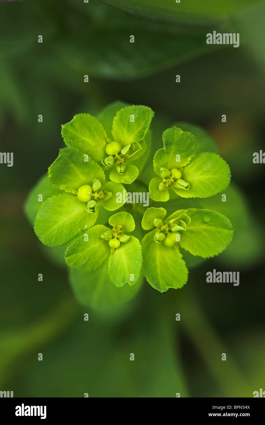 Sun Spurge (Euphorbia helioscopia Stock Photo - Alamy