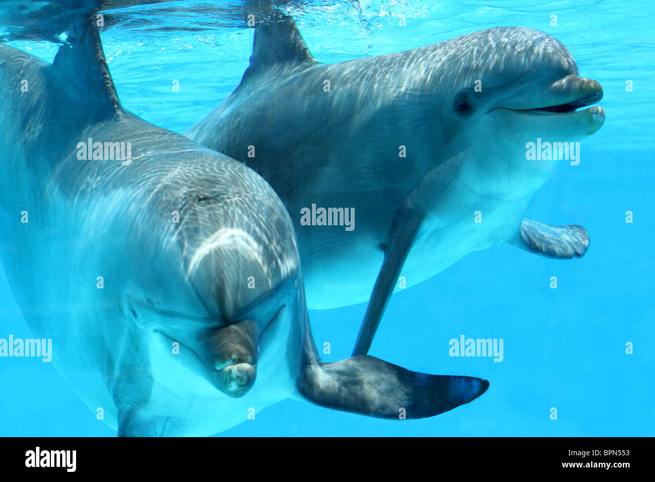 Dolphins underwater hi-res stock photography and images - Alamy