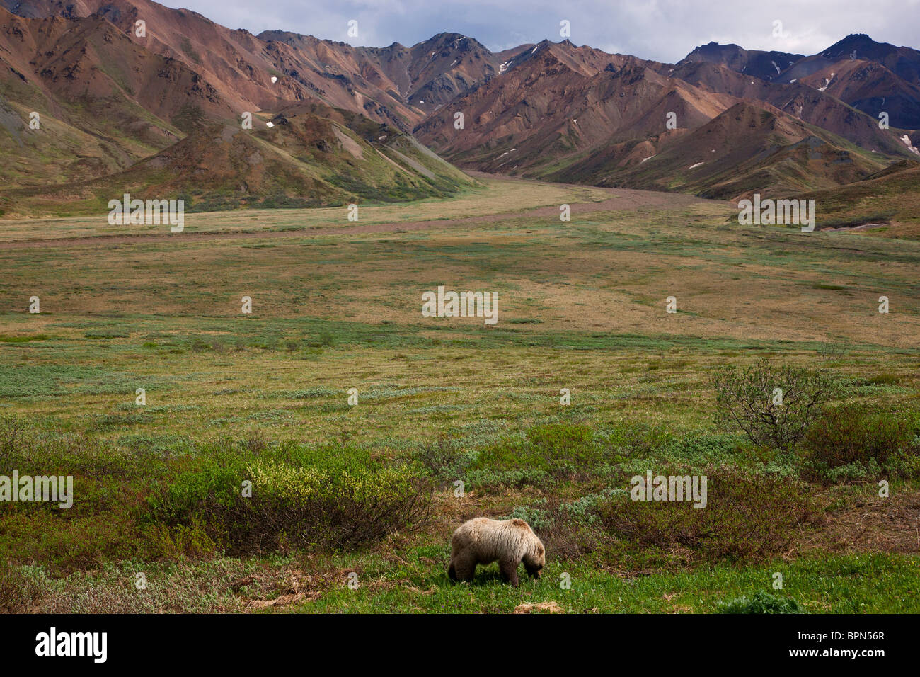 Grizzly bear, Denali National Park, Alaska Stock Photo - Alamy