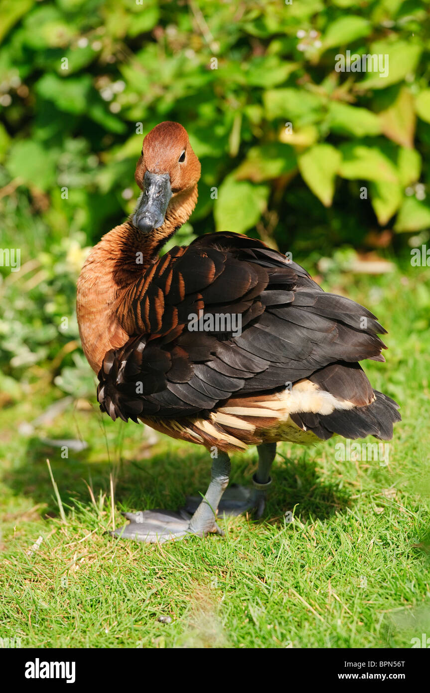 Fulvous Whistling Duck Dendrocygna Bicolor Stock Photos & Fulvous ...