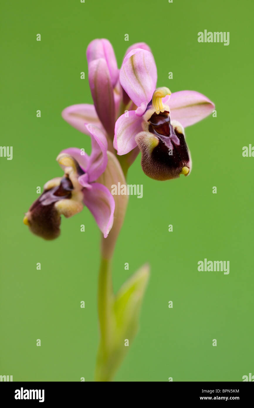 Ophrys genus hi-res stock photography and images - Alamy