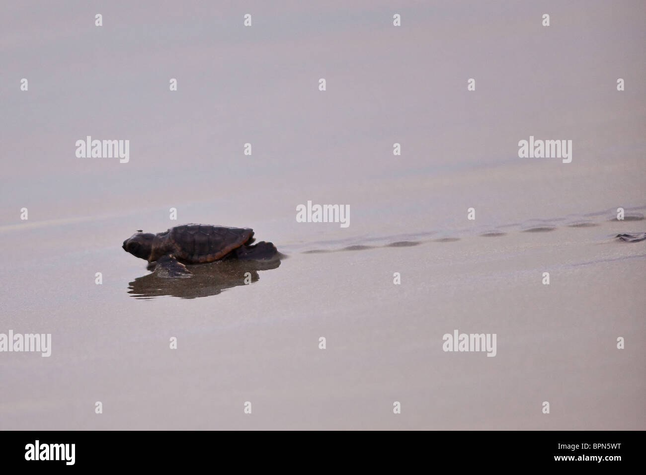 Loggerhead turtle hatchling crawls to the Atlantic ocean on the Isle of ...