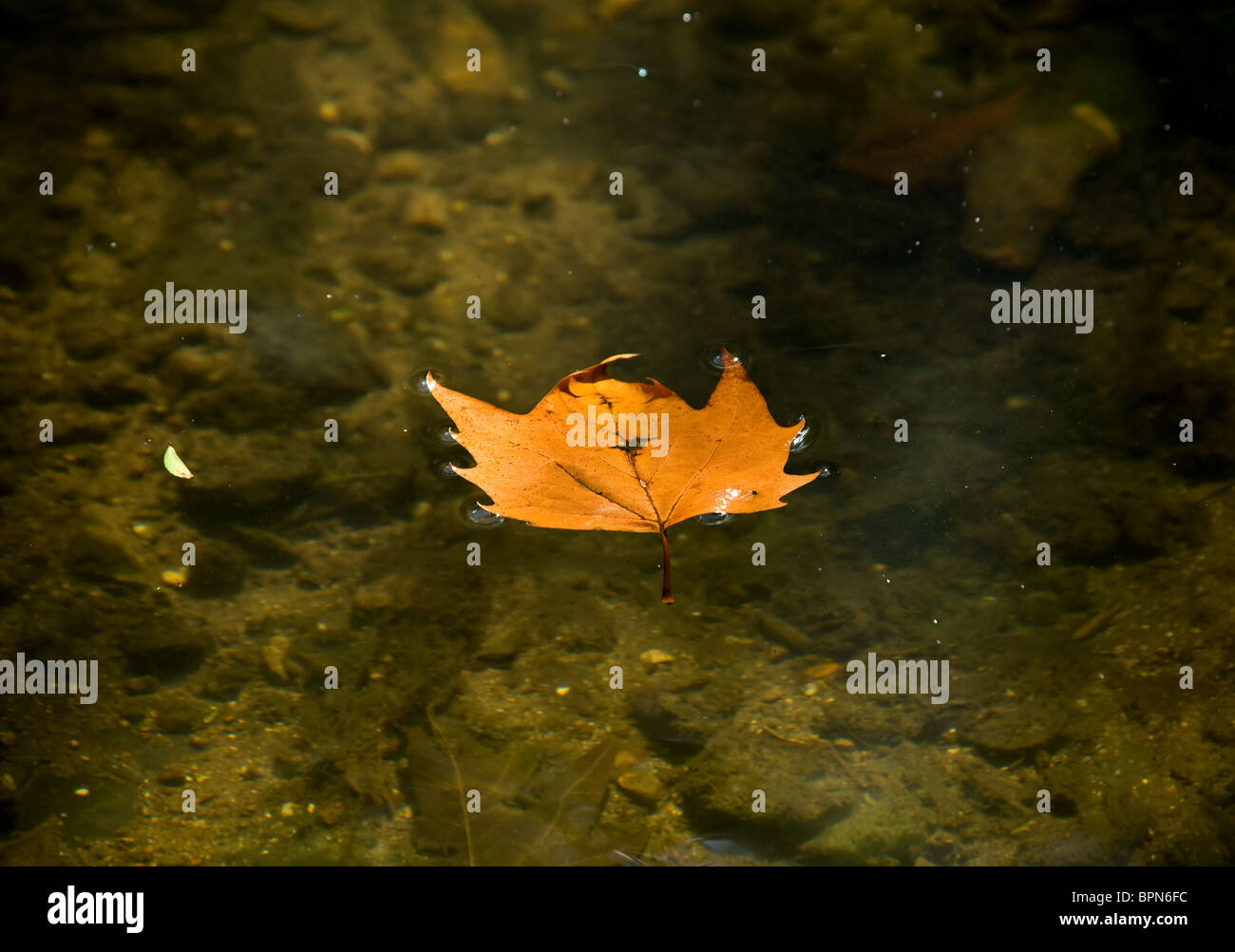 Drifting leaf hi-res stock photography and images - Alamy