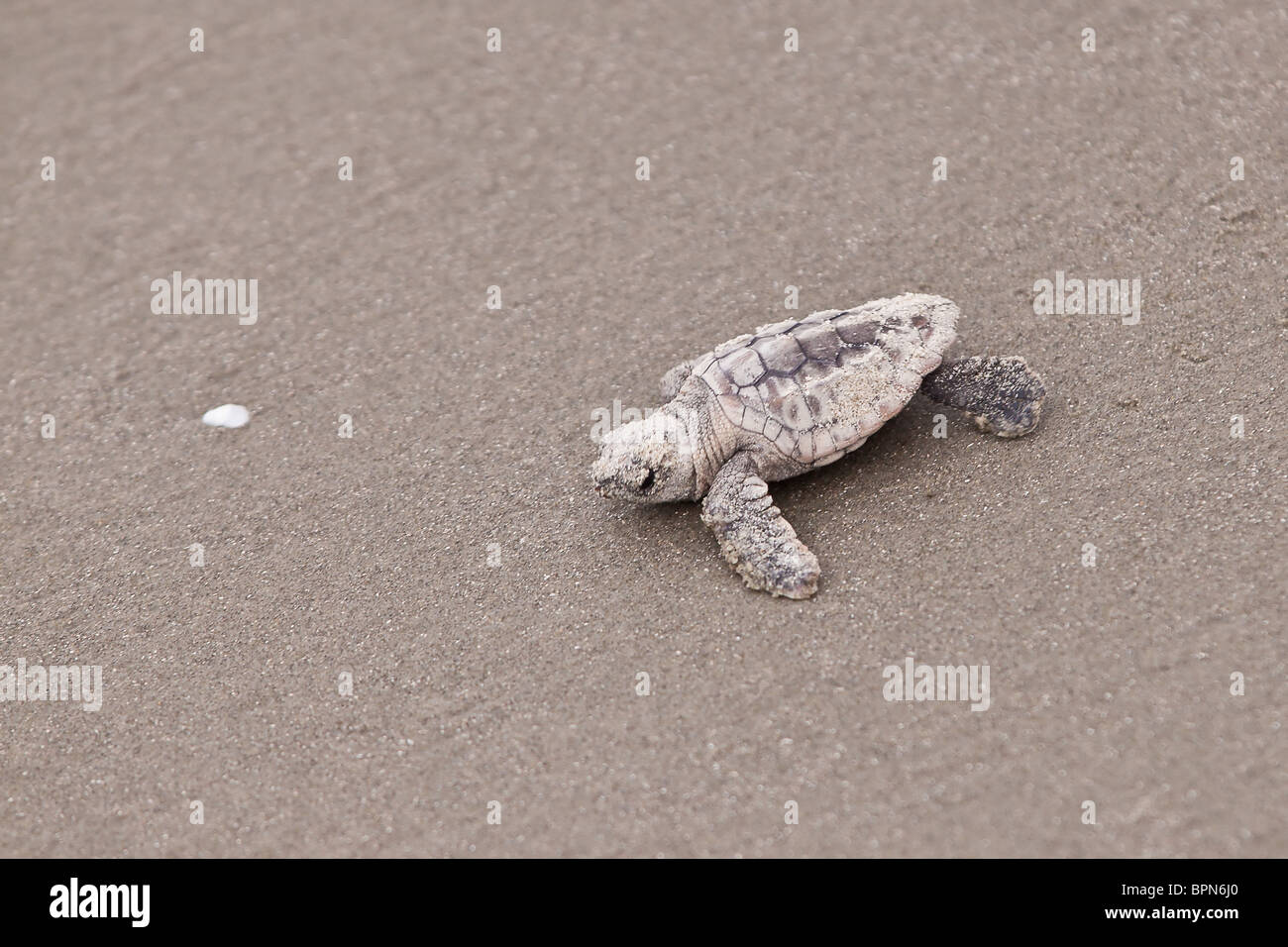 Loggerhead sea turtle hi-res stock photography and images - Alamy