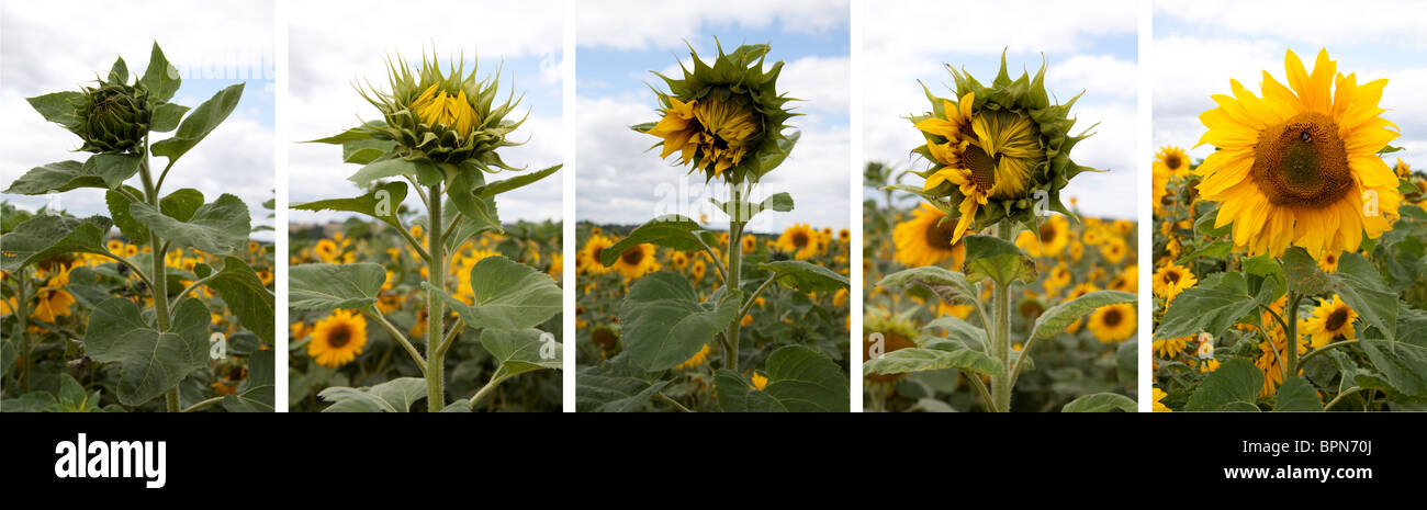 Capitulum Stock Photos & Capitulum Stock Images - Alamy